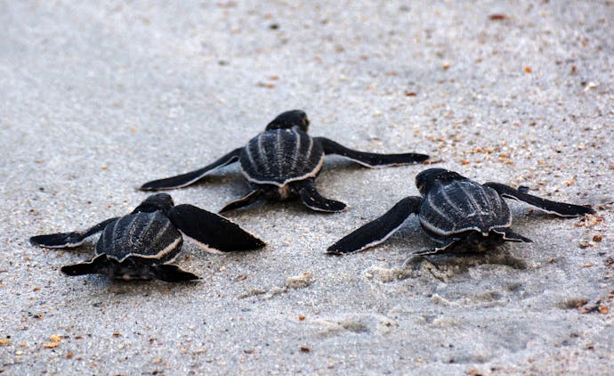 How You Can Help Sea Turtles | Defenders of Wildlife