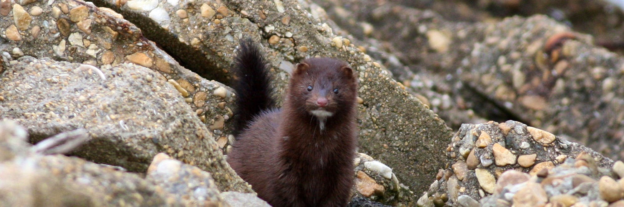 American Mink Coexistence Tips | Defenders of Wildlife