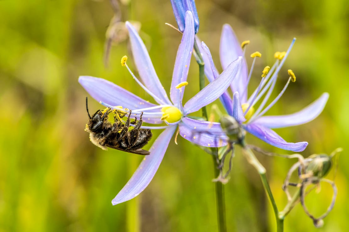 How Do Invasive Species Affect Biodiversity and How Can They Be ...