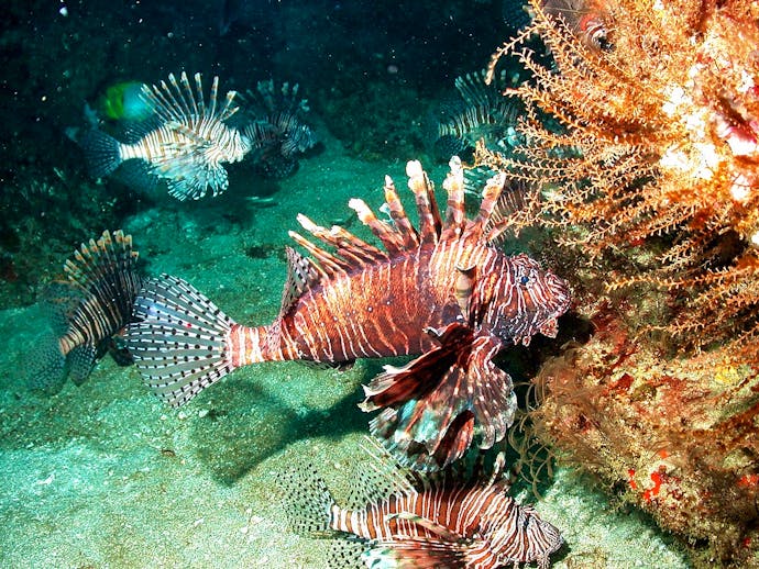 The Horrifying: Invasives | Defenders of Wildlife