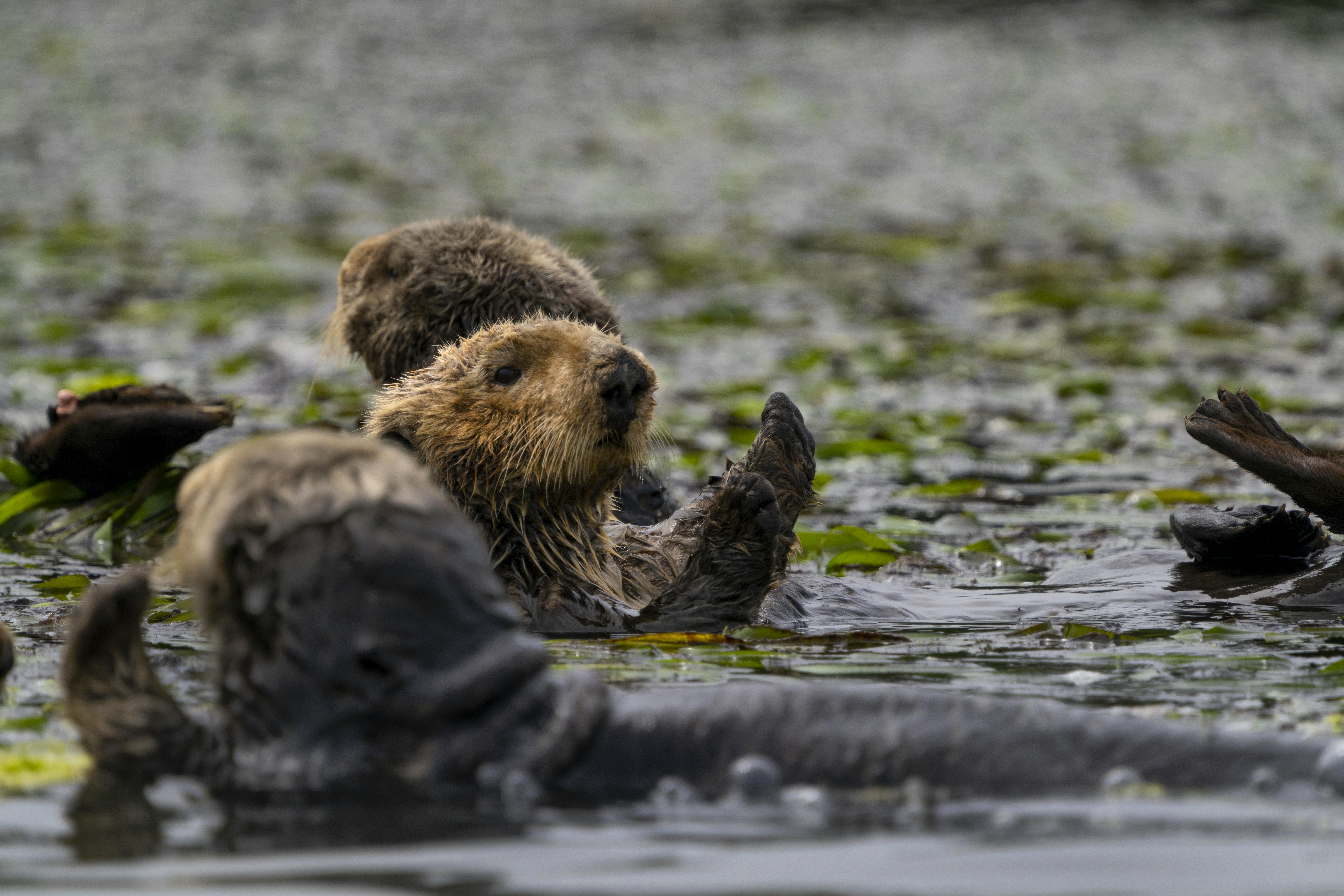 Beaver | Defenders of Wildlife
