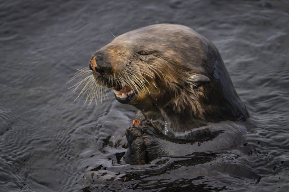 Celebrate 21 Years of Sea Otter Awareness Week | Defenders of Wildlife