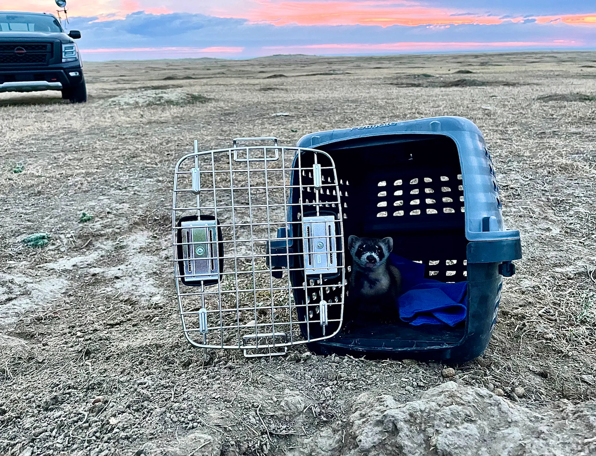 Conata Basin and Badlands Propping Up Black-footed Ferret Recovery ...