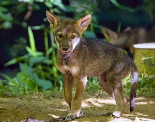Red Wolf | Defenders of Wildlife