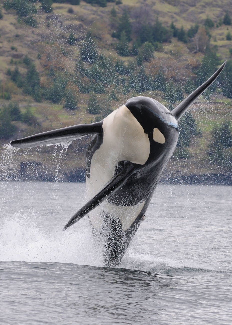 Orca | Defenders of Wildlife