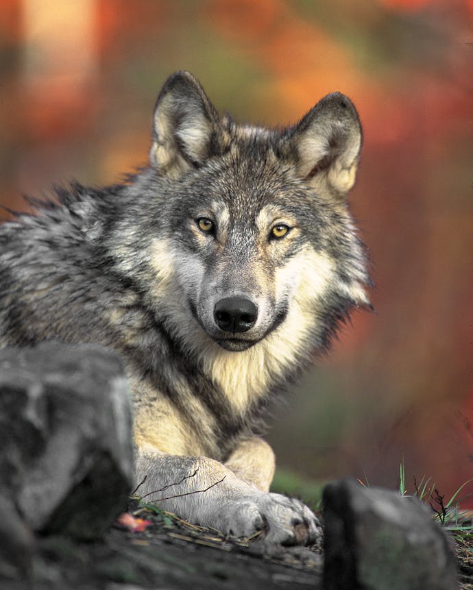 Gray Wolf | Defenders of Wildlife