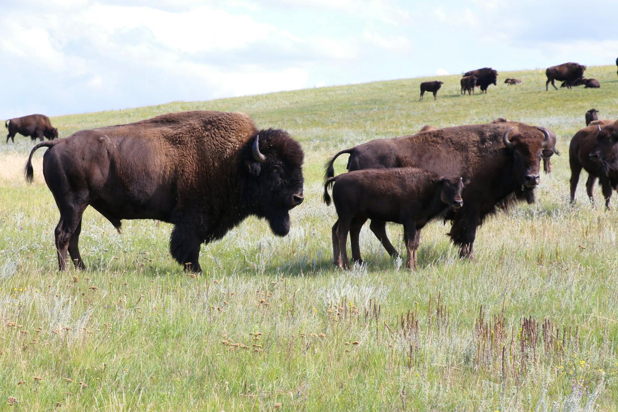 Plains Bison, An American Icon and Symbol of Reciprocity | Defenders of ...