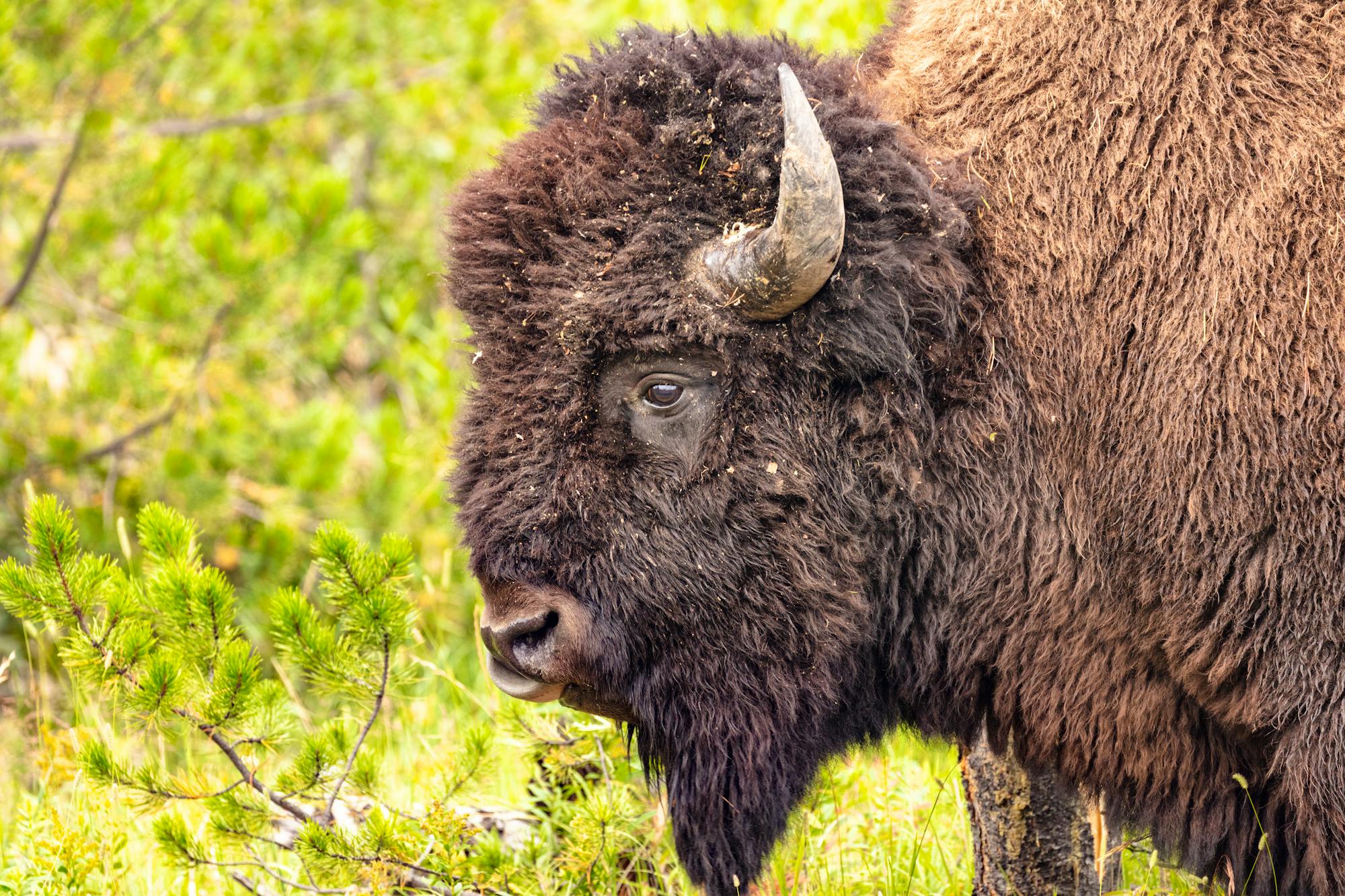 Plains Bison, An American Icon and Symbol of Reciprocity | Defenders of ...