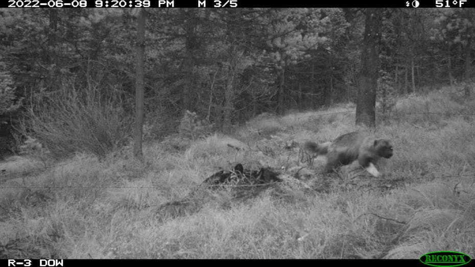 Wolverines: Where They Live and Why They’re Endangered | Defenders of ...