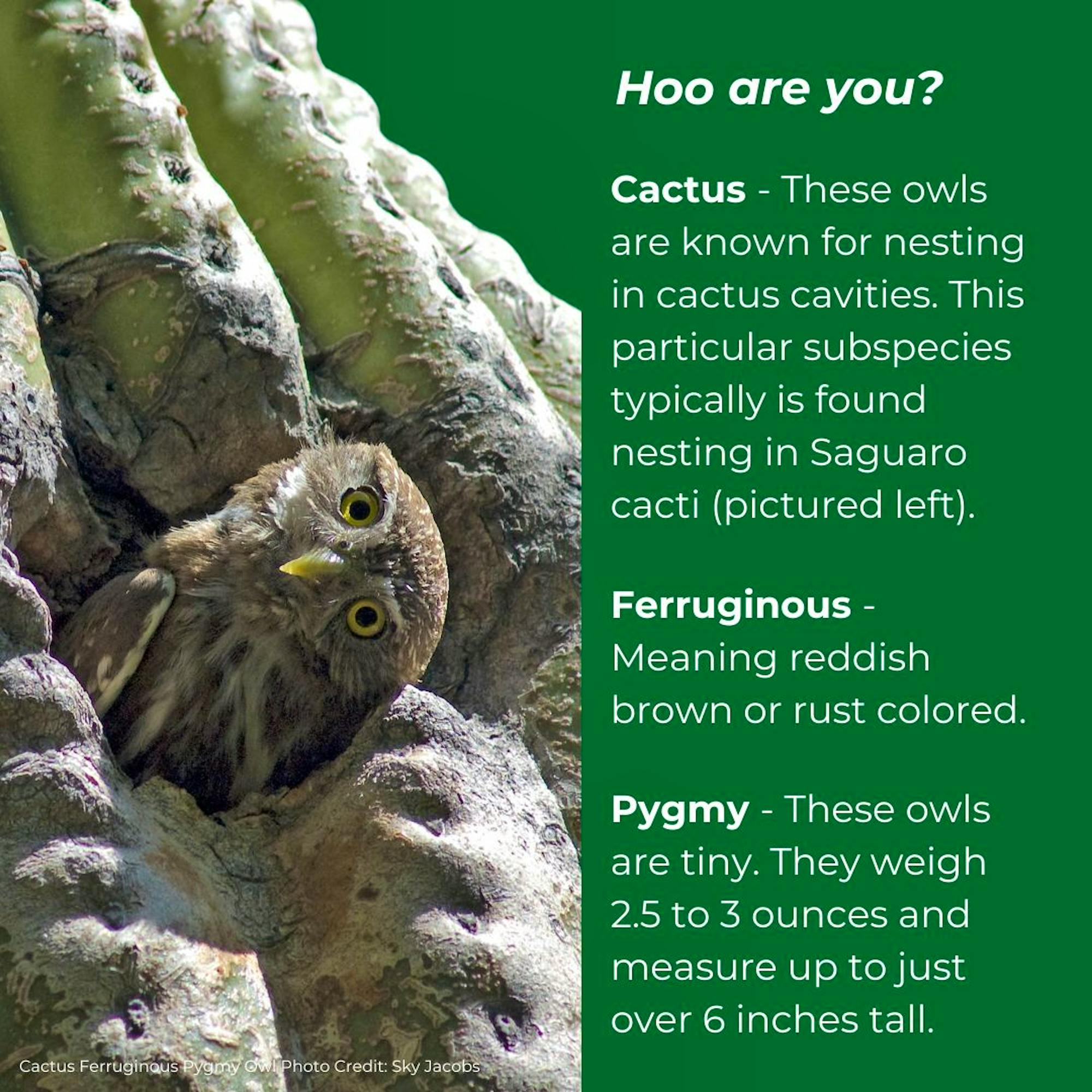 Give a Tooting-Hoot About Cactus Ferruginous Pygmy Owls | Defenders of ...