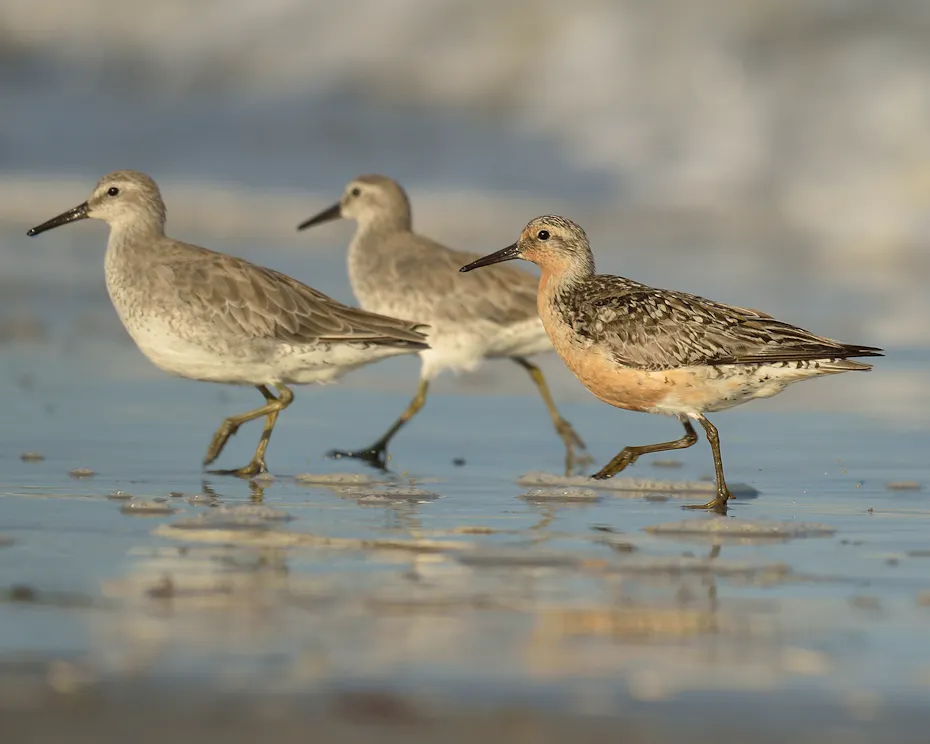Rufa Red Knot | Defenders of Wildlife