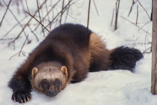Why Wolverines Are the Most Fearless Animal (And Why They're Coming ...