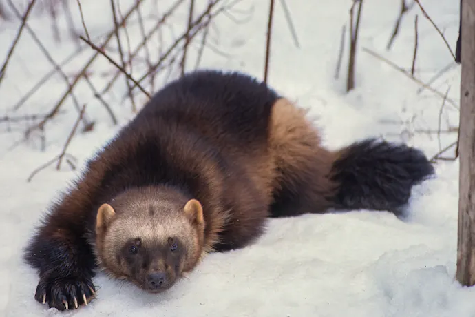 Why Wolverines Are the Most Fearless Animal (And Why They're Coming ...