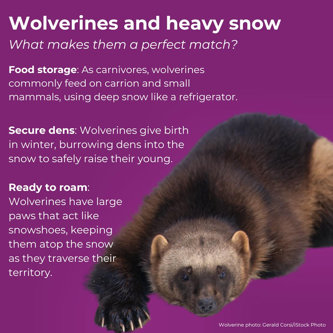 Wolverines: Where They Live and Why They’re Endangered | Defenders of ...