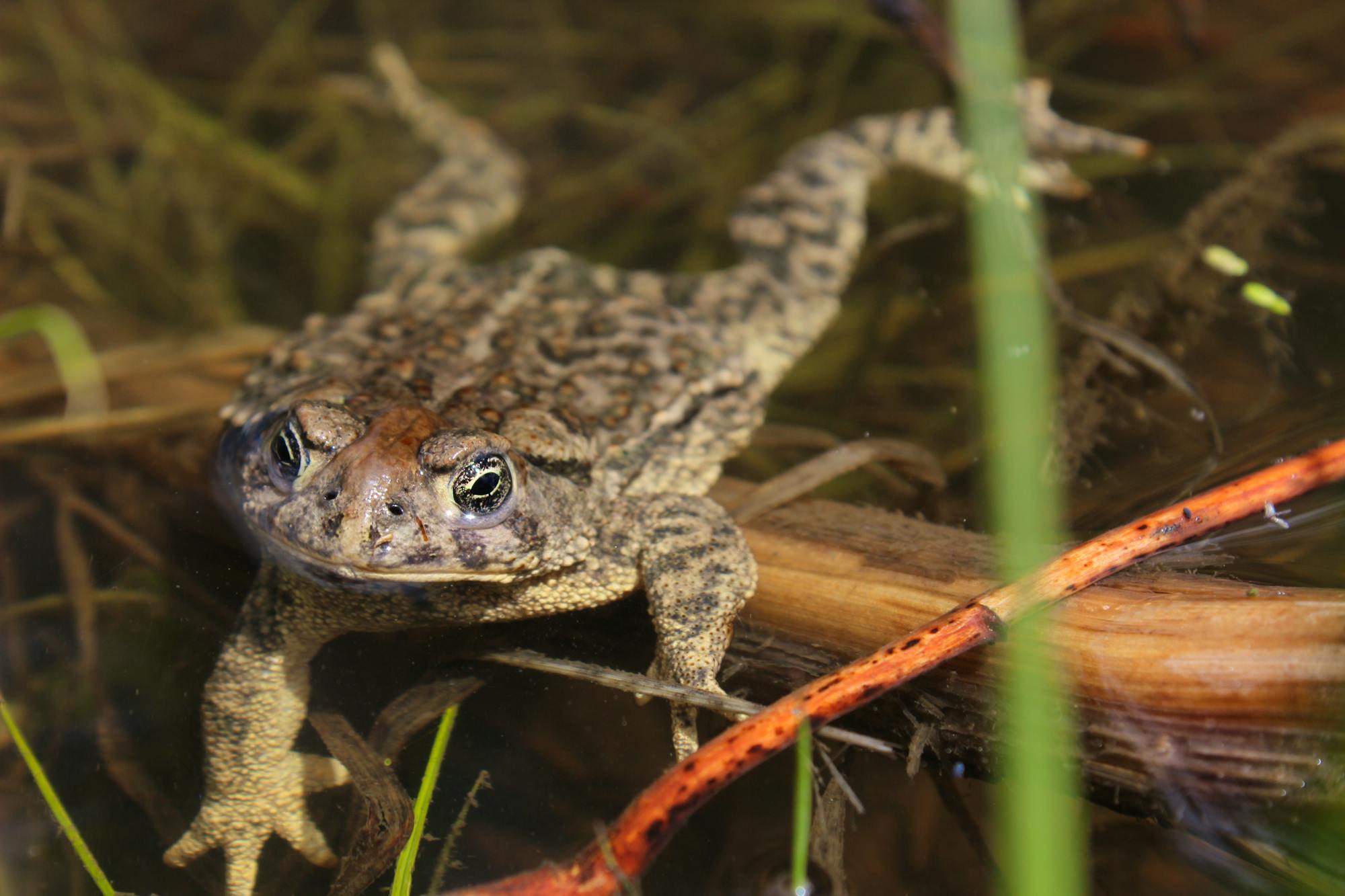 The Wyoming Toad: Leaping Toward Recovery | Defenders of Wildlife
