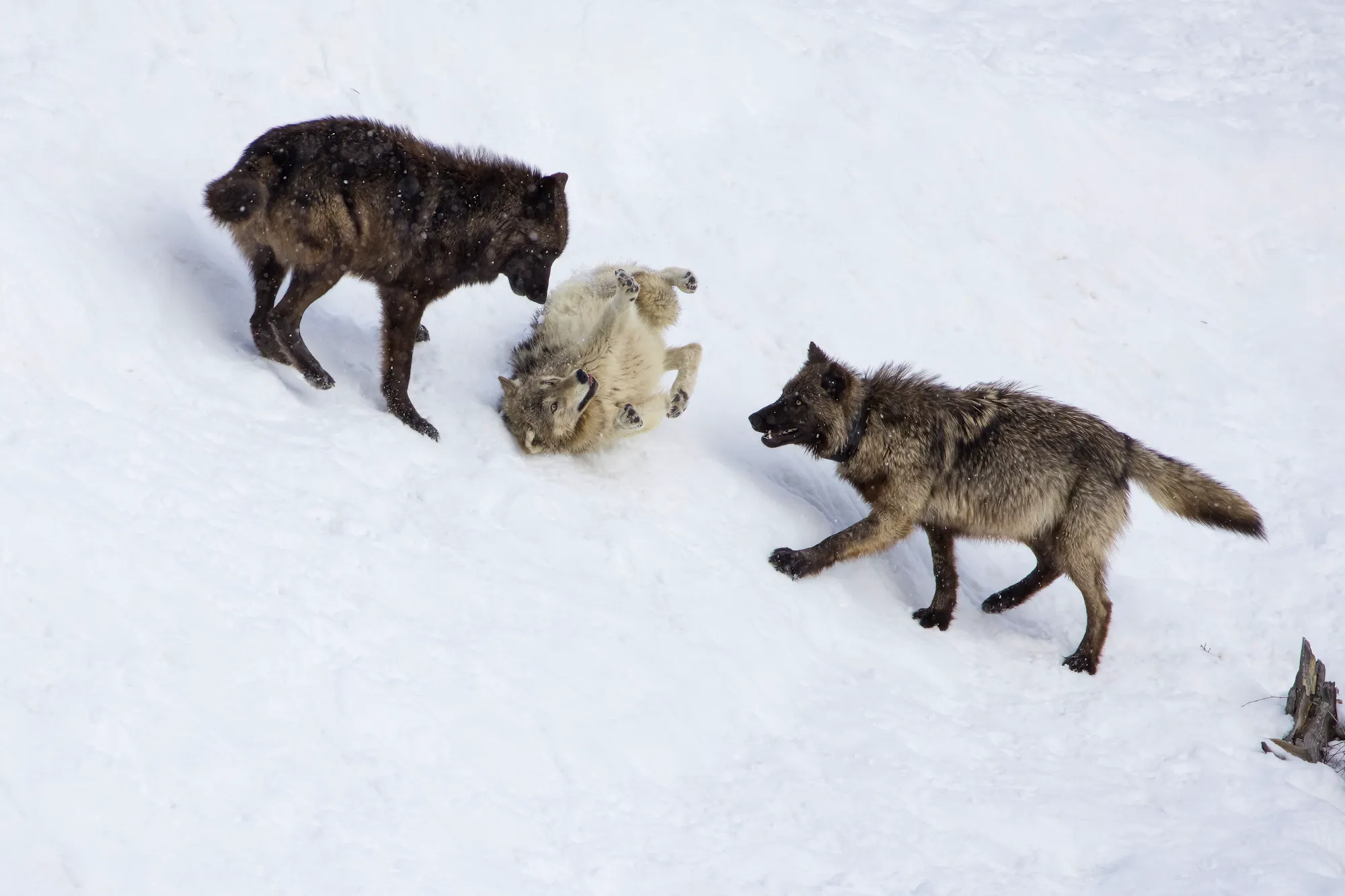 The History of Gray Wolf Protections in the Lower 48 | Defenders of ...