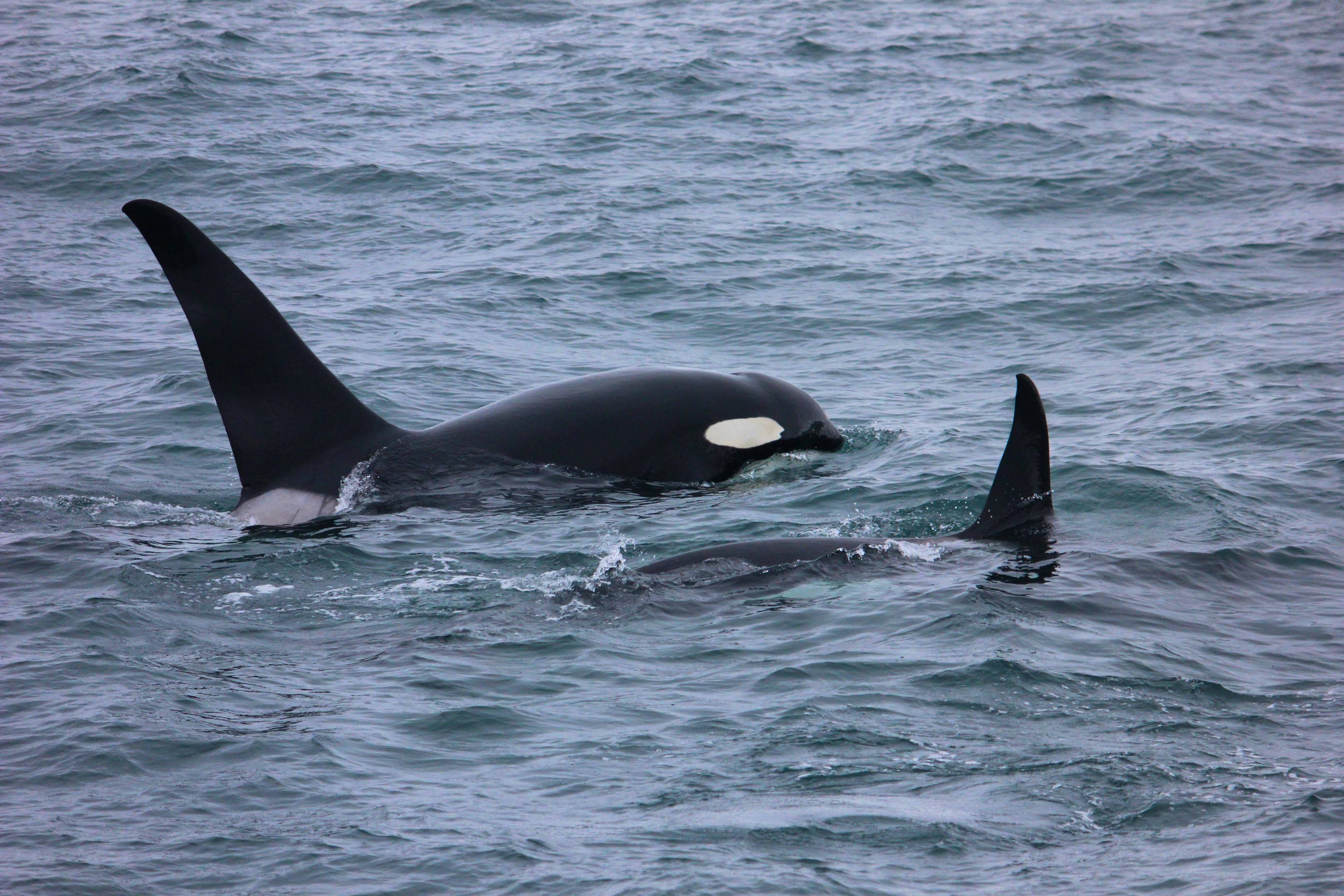 Orca | Defenders of Wildlife