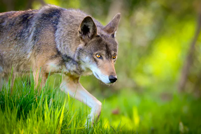 The Promise of Red Wolf Recovery | Defenders of Wildlife