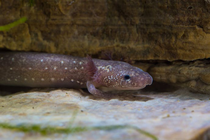 Endangered, Texas Salamander Fun Facts | Defenders of Wildlife