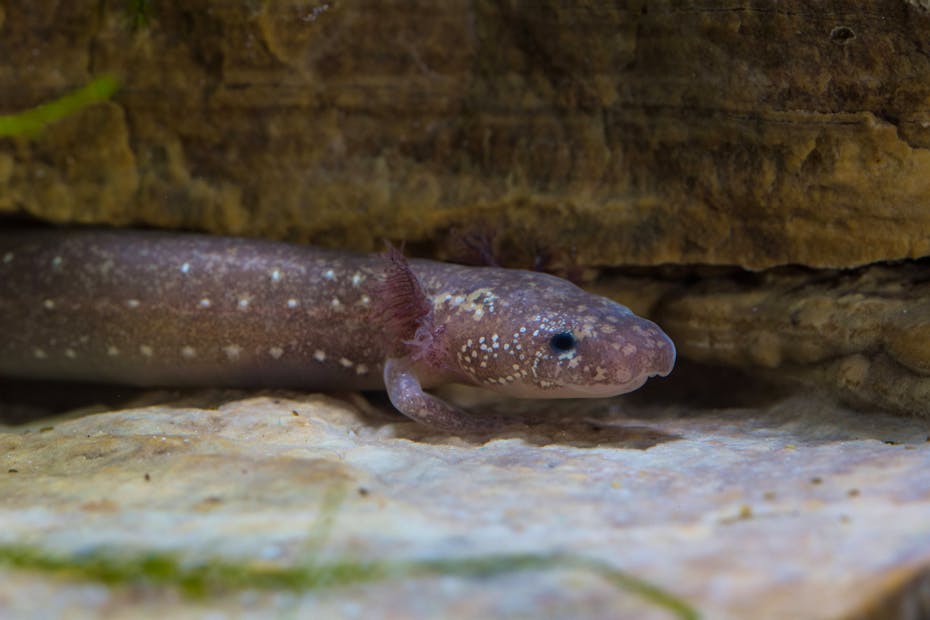 Endangered, Texas Salamander Fun Facts | Defenders of Wildlife