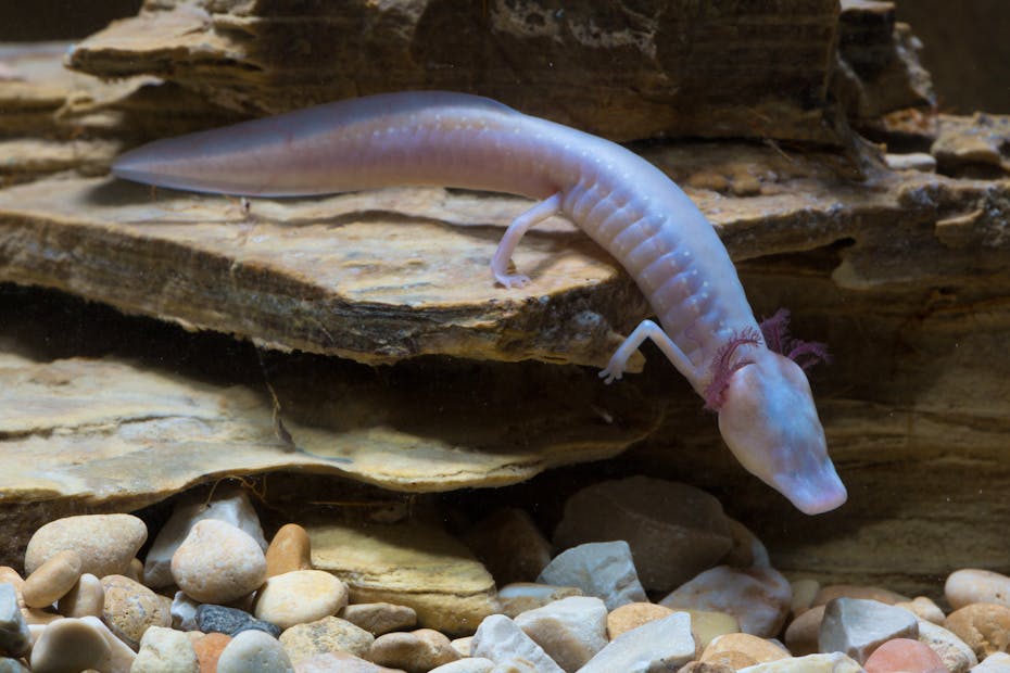 Endangered, Texas Salamander Fun Facts | Defenders of Wildlife