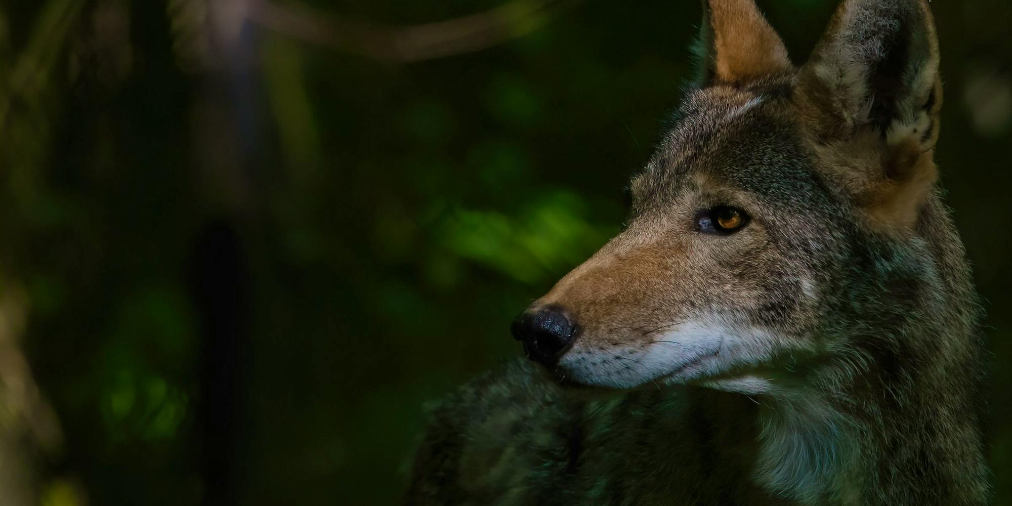 The Promise of Red Wolf Recovery | Defenders of Wildlife