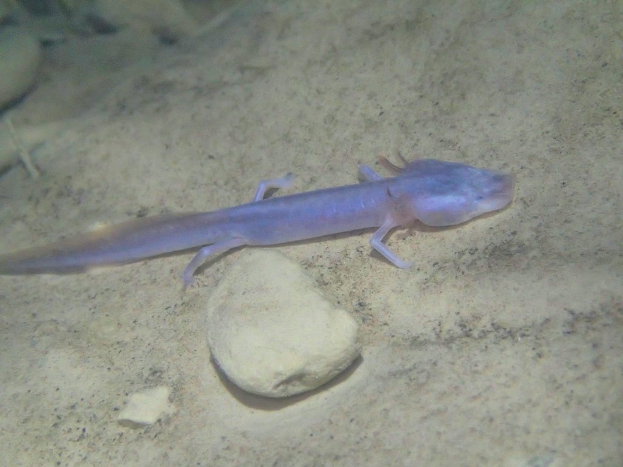 Endangered, Texas Salamander Fun Facts | Defenders of Wildlife