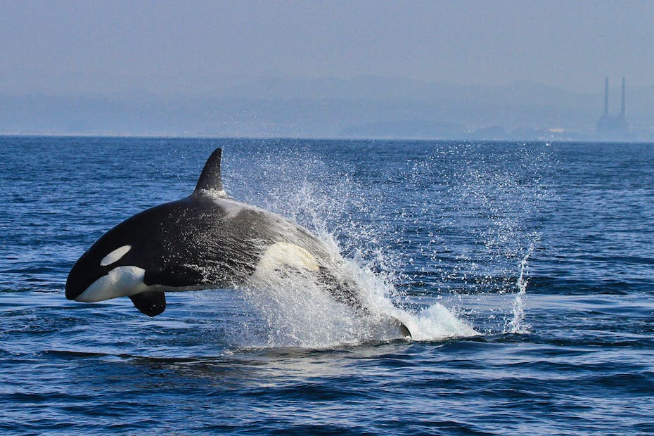 A Pod of Orca Facts | Defenders of Wildlife