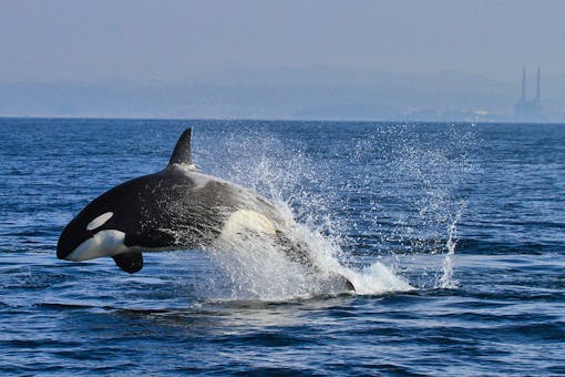 Orca | Defenders of Wildlife
