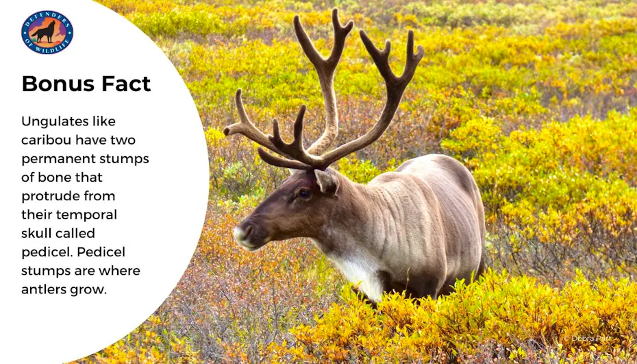'Click' Through for Some Caribou Fun Facts | Defenders of Wildlife