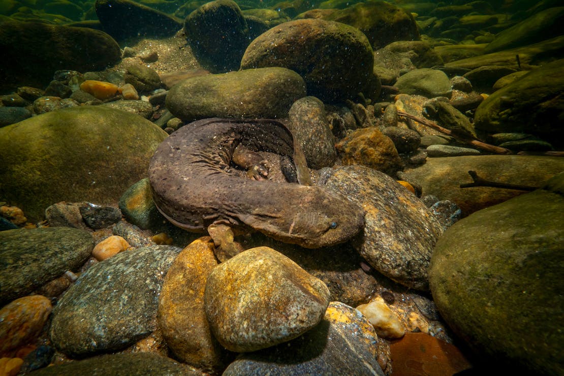 Hellbender | Defenders of Wildlife