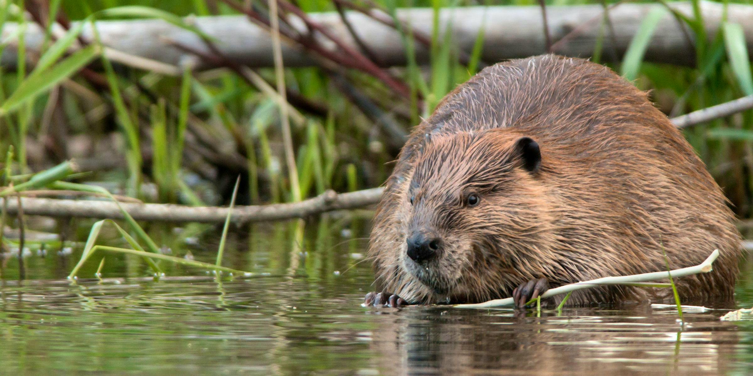 Beaver | Defenders of Wildlife