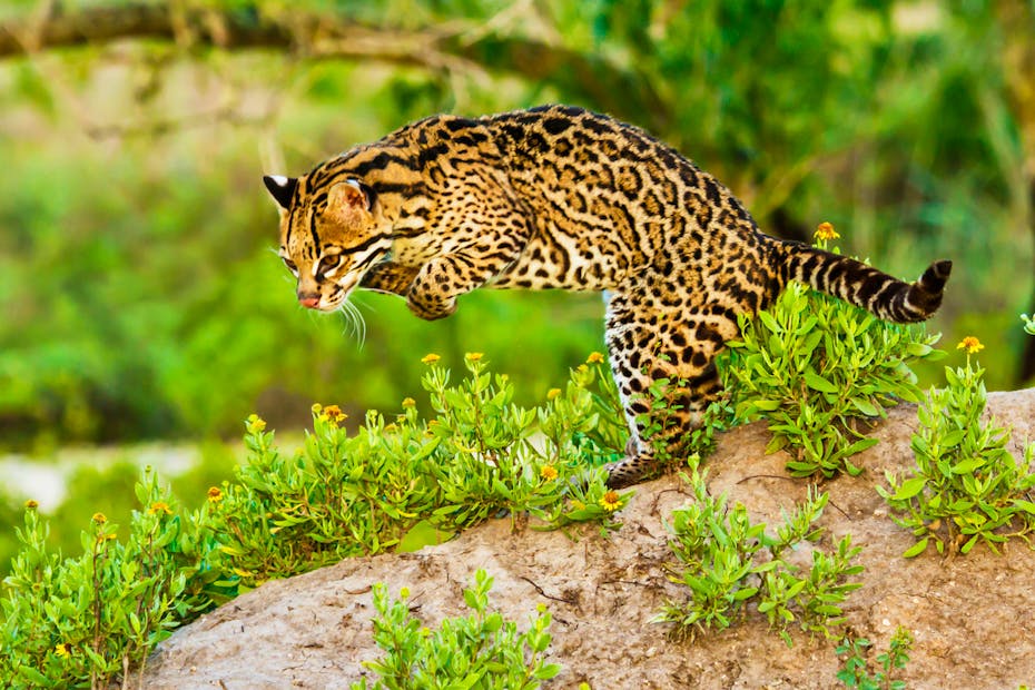 Facts About Ocelots and How You Can Help Save Them | Defenders of Wildlife