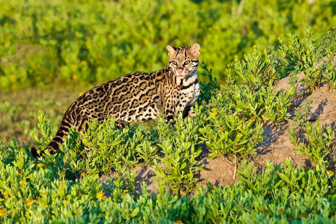 A Tale of Love and Recovery for Ocelots in Texas | Defenders of Wildlife