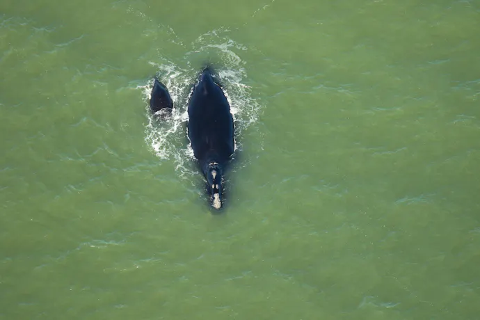 Florida’s Whales: Two Species, Two Coasts, One Need for Protection ...