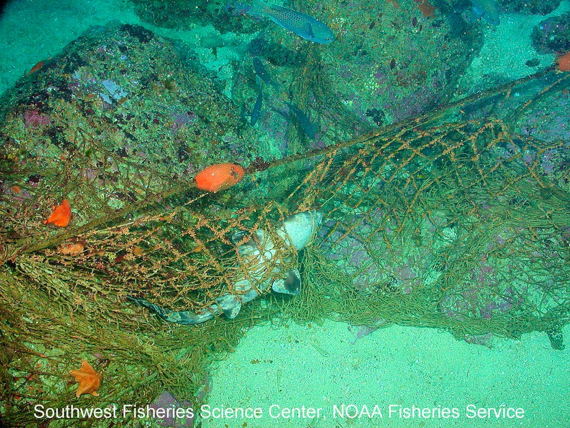 De-Horrifying Sharks | Defenders of Wildlife