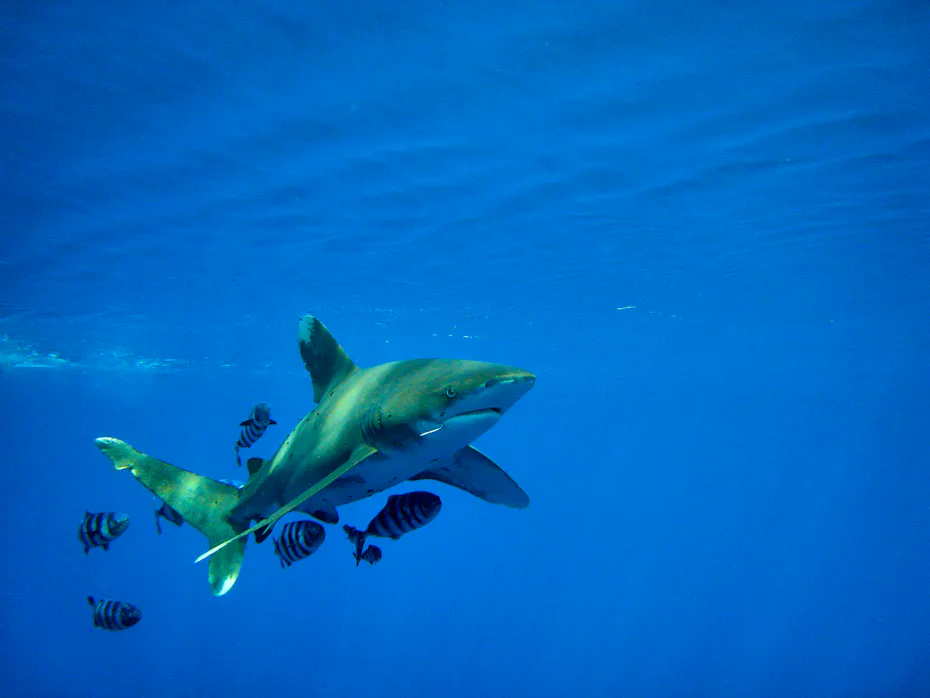 Swimming the Surface with Oceanic Whitetip Sharks | Defenders of Wildlife