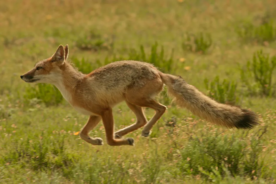 Swift Fox | Defenders of Wildlife
