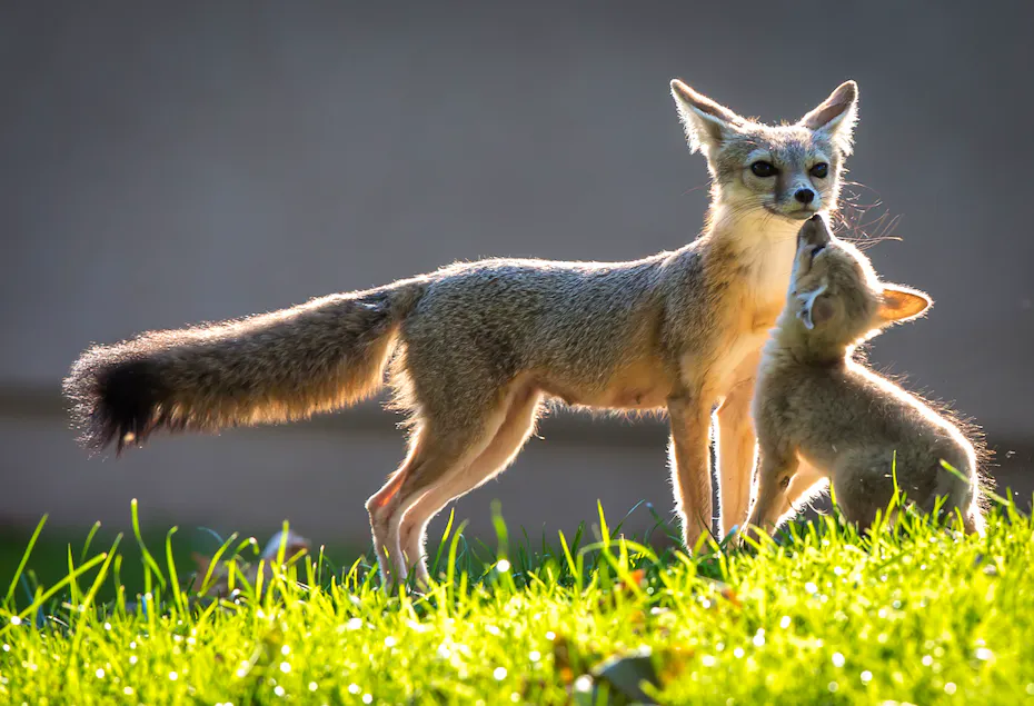 The Fabulous Foxes of California’s San Joaquin Valley | Defenders of ...