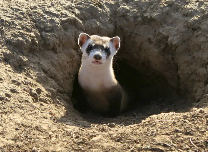 Remembering the Re-Discovery of North America’s Ferret | Defenders of ...