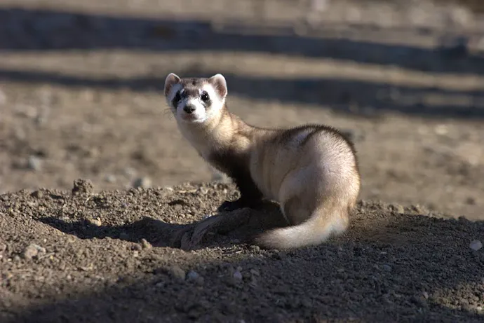 Remembering the Re-Discovery of North America’s Ferret | Defenders of ...
