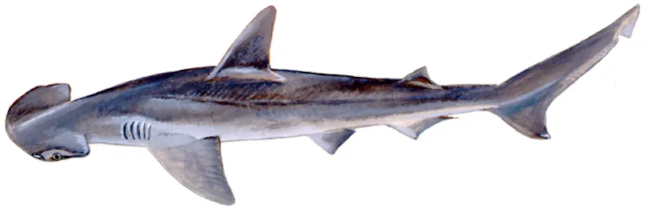 De-Horrifying Sharks | Defenders of Wildlife