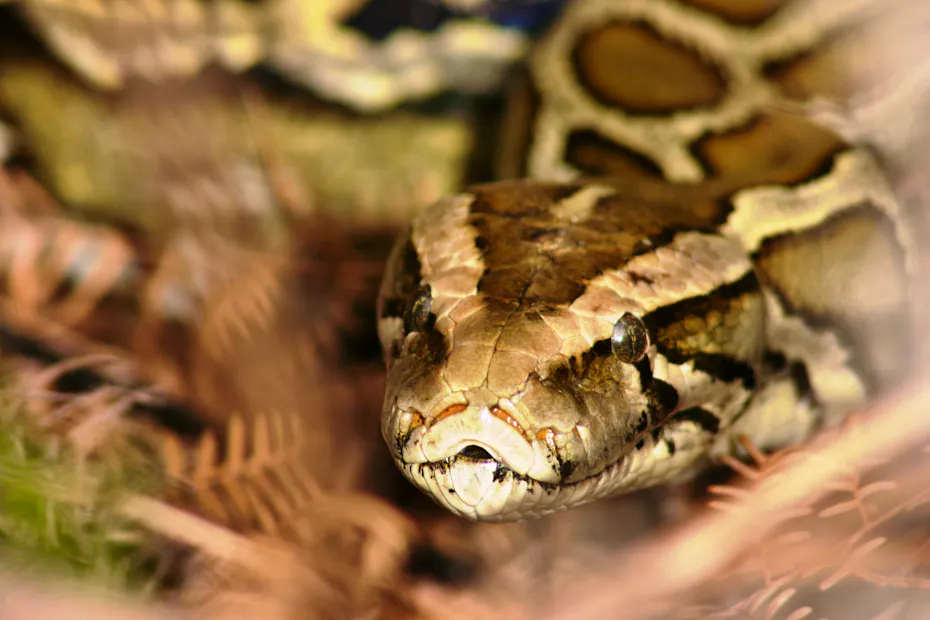 Seven Slithering Facts About Snakes | Defenders of Wildlife