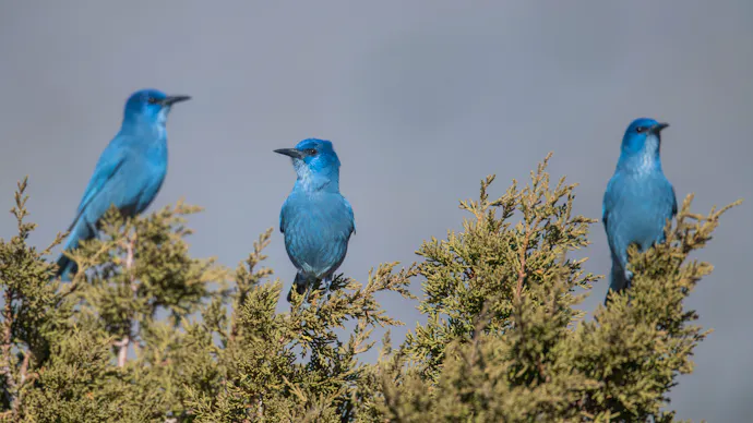 Pinyon Jay | Defenders of Wildlife