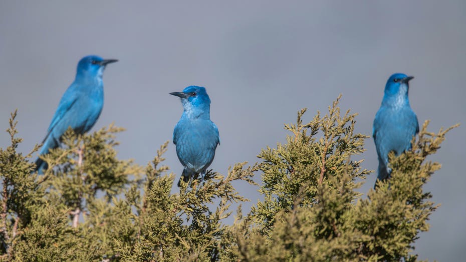Pinyon Jay | Defenders of Wildlife