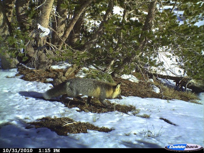 Facts About Foxes: Meet the Endangered Sierra Nevada Red Fox ...