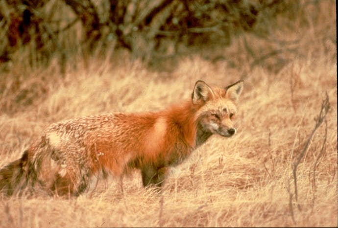 Facts About Foxes: Meet the Endangered Sierra Nevada Red Fox ...