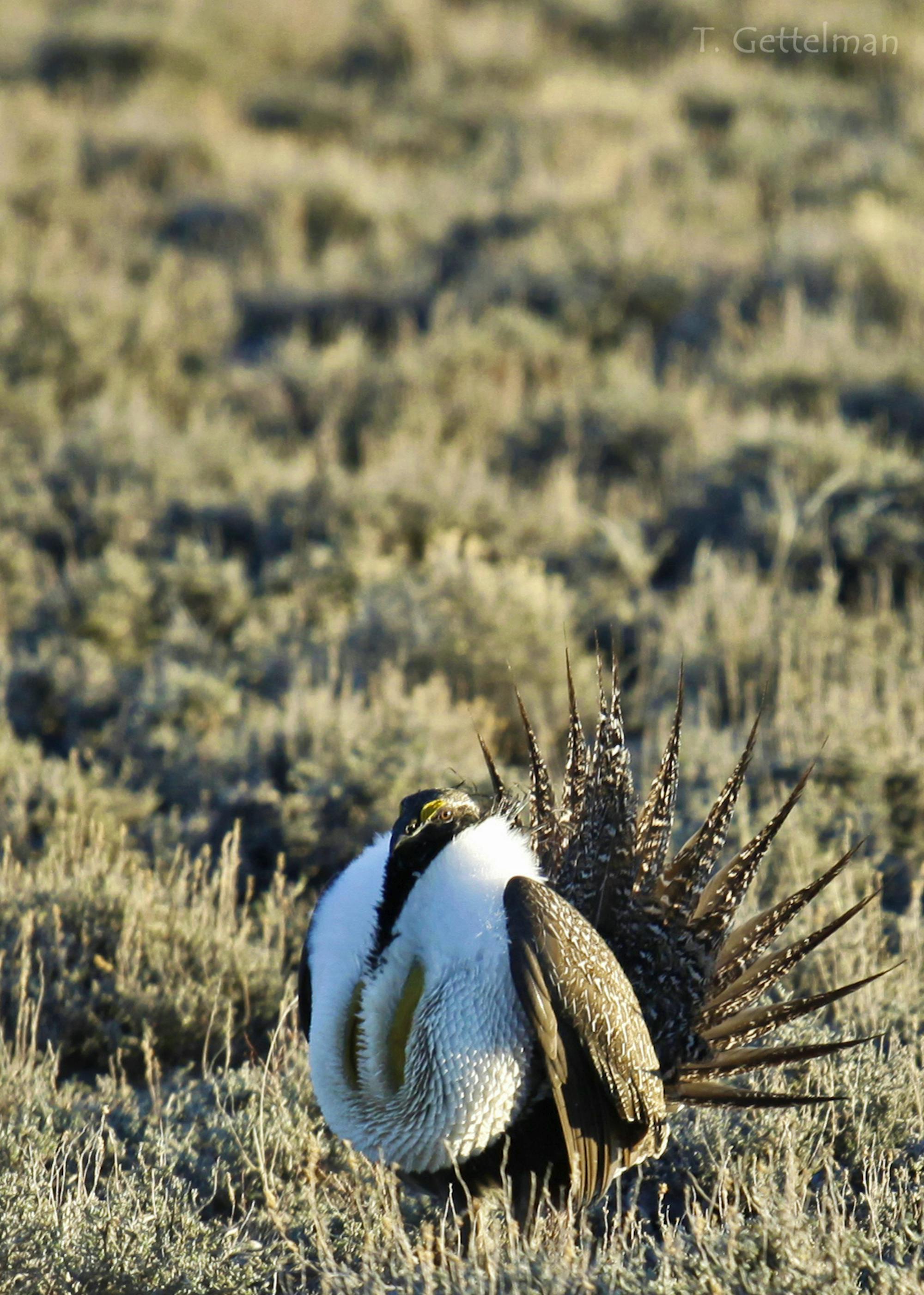Sage-Grouse | Defenders of Wildlife