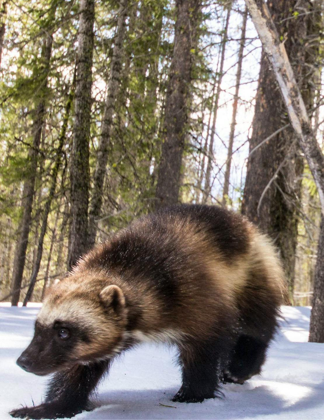 Wolverine | Defenders of Wildlife