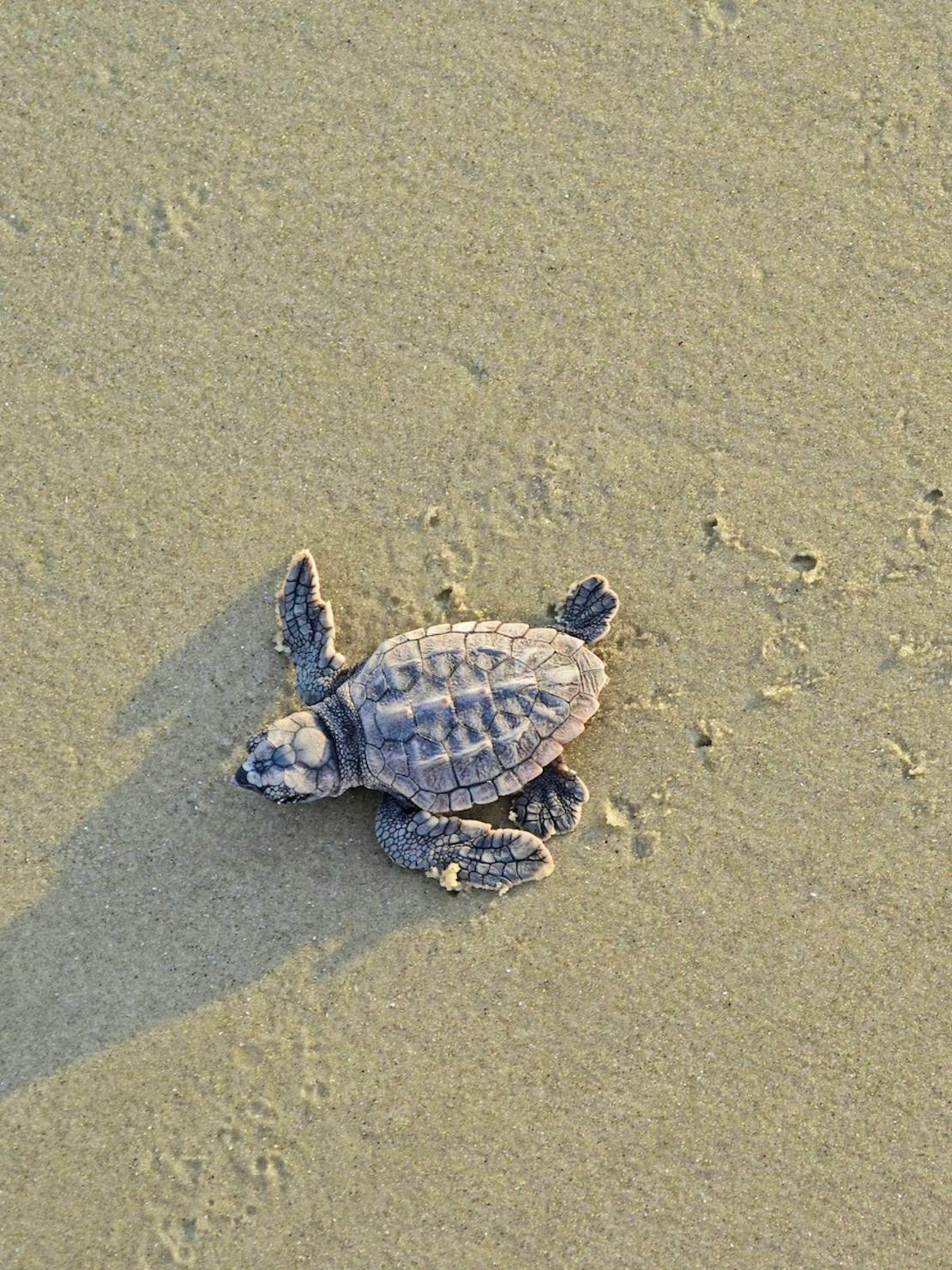 Sea Turtles | Defenders of Wildlife